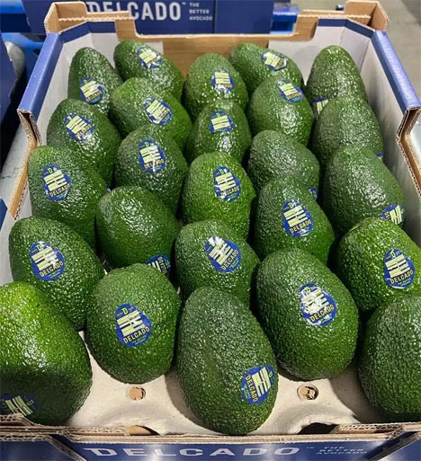 Westfalia Fruit bringt erste Handelslieferung australischer Avocados nach Indien ‹ Fruchtportal